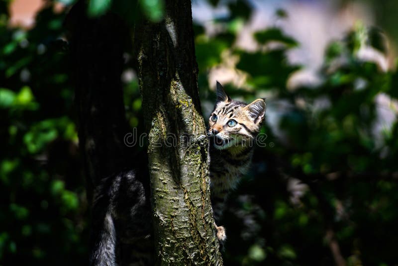 Cute Little Kitten on a Tree Stock Photo - Image of baby, adorable ...