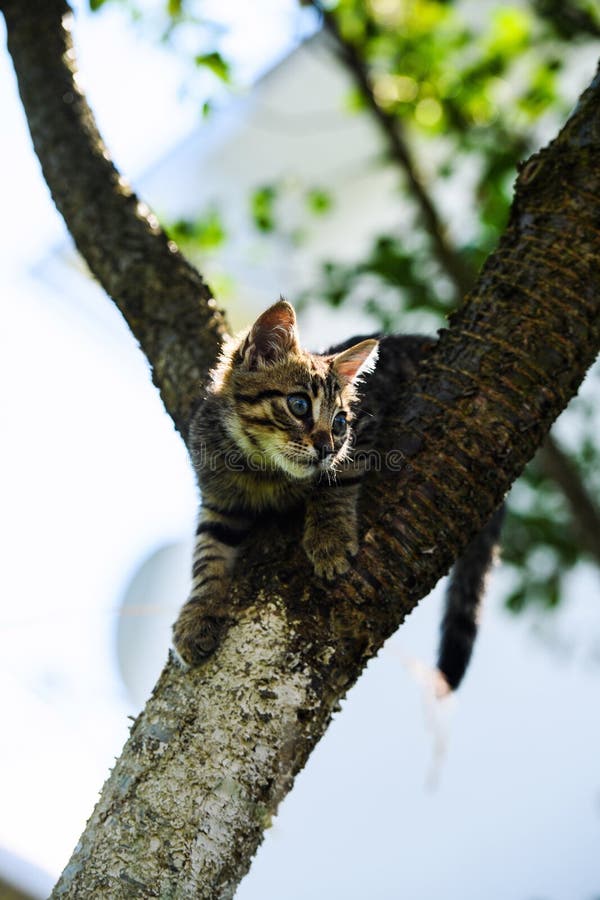 Cute Little Kitten on a Tree Stock Image - Image of feline, blanket ...