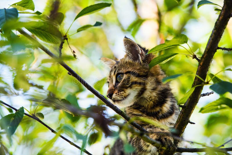 Cute little kittens stock photo. Image of furry, baby - 156063840