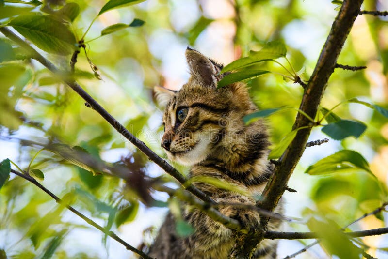 Cute Little Kitten on a Tree Stock Image - Image of mammal, domestic ...