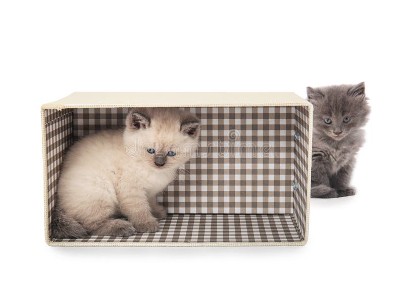 Cute Little Kittens with Box on White Background Stock Photo - Image of ...