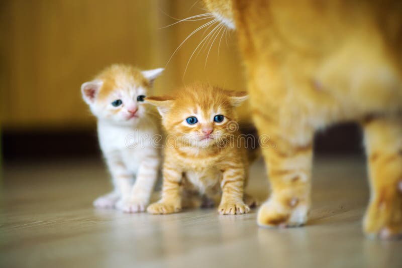 Cute little kittens stock image. Image of domestic, mammal - 156064201
