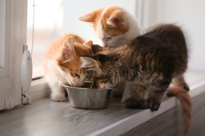 Cute Little Kittens Eating at Home Stock Photo - Image of adorable ...