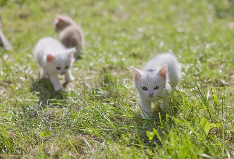 Cute little kittens stock image. Image of look, adorable - 50074351