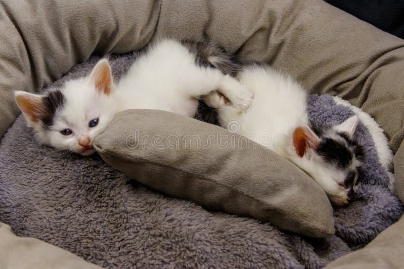 Cute Little Kittens in Grey Cat Bed Stock Photo - Image of beautiful ...