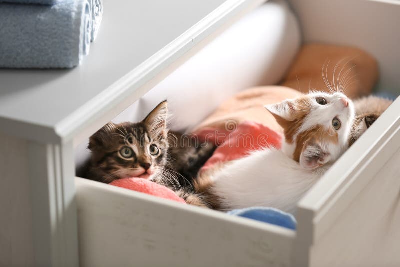 4 Cute Kittens Sleeping In A Drawer Pet Save Cats Available For