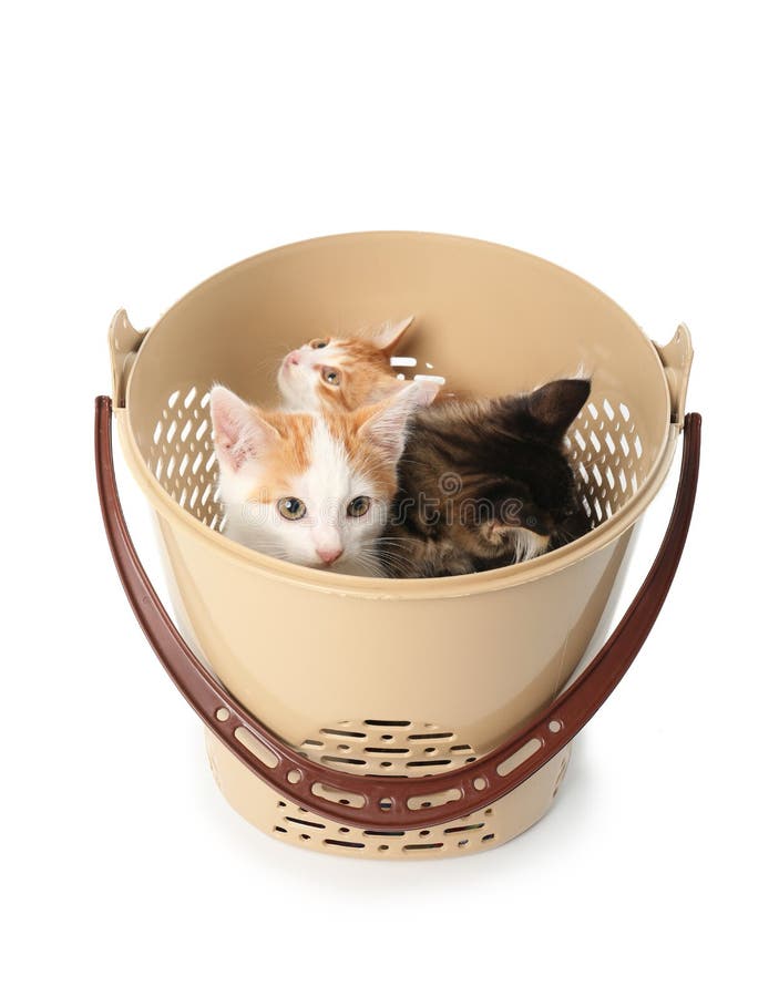 Cute Little Kittens in Plastic Bucket on White Background Stock Photo ...