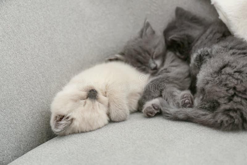 Cute Little Kittens Resting on Sofa at Home Stock Photo - Image of grey ...