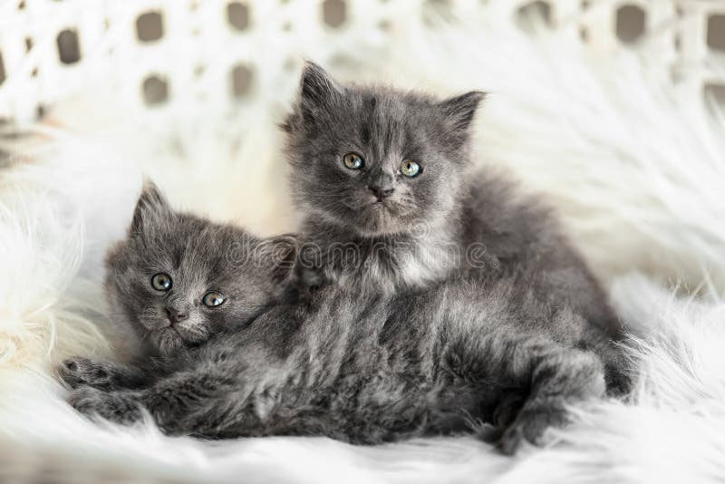 Cute Little Kittens on Soft Plaid Stock Photo - Image of little, feline ...