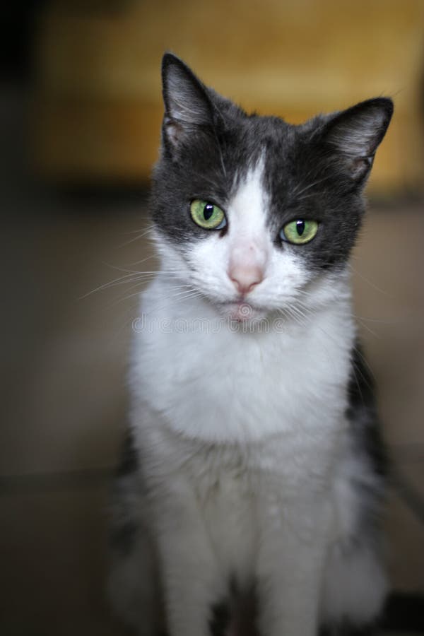 Cute little kitty stock image. Image of animal, kitty - 184145235