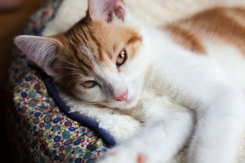 Cute Little Kitty stock image. Image of animal, bedtime - 101267381