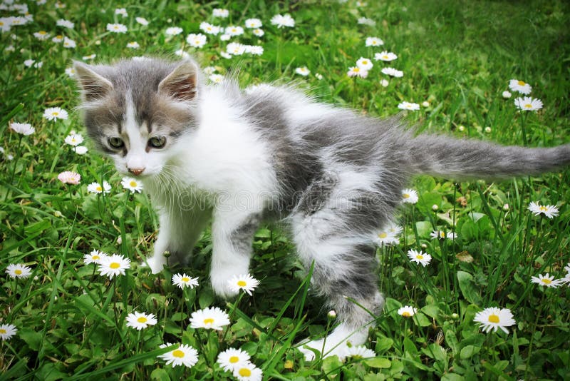 Little kitty stock image. Image of little, bloom, flower - 29794245