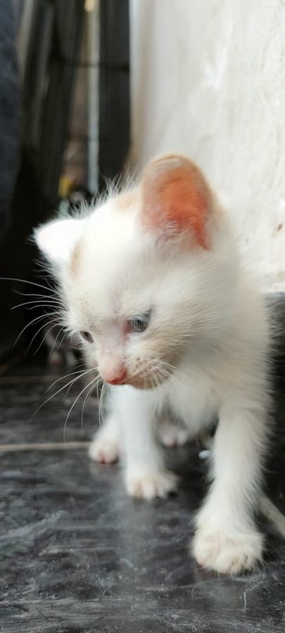 Cute Little Kitty Having Good Time in Outside Stock Image - Image of ...