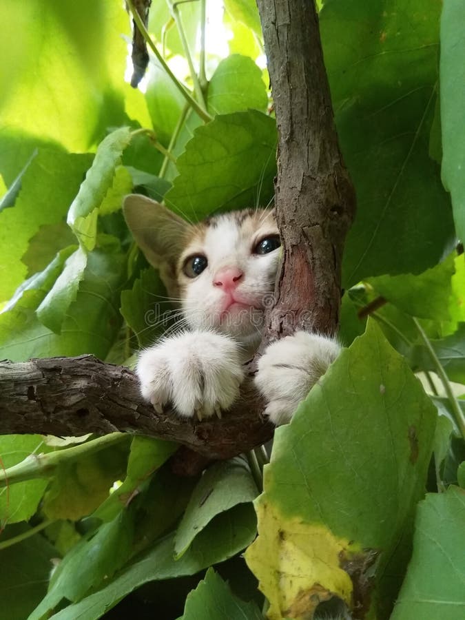 Cute little kitty stock image. Image of lovely, kitty - 119015273