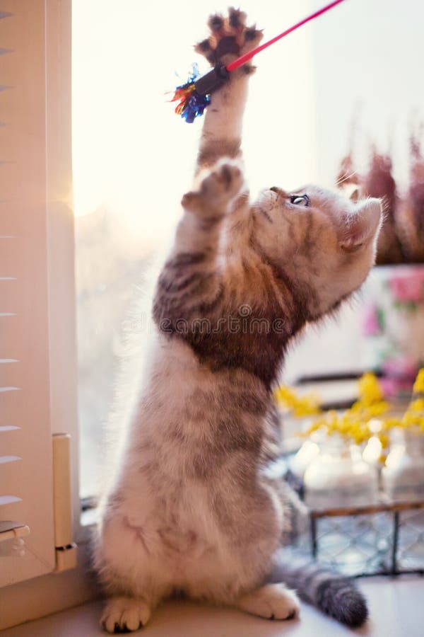 Kitty stock image. Image of activity, shorthair, cute - 171580323