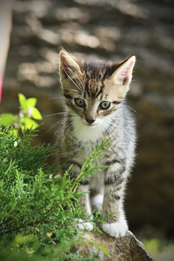 Cute little kitty stock photo. Image of kitty, nature - 46317348