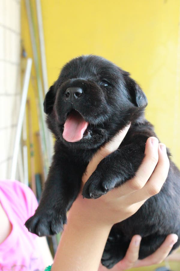 Cute little labrador puppy stock photo. Image of puppy - 74723124