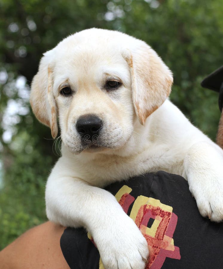 A Cute Little Labrador Puppy on a Shoulder Stock Photo - Image of child ...