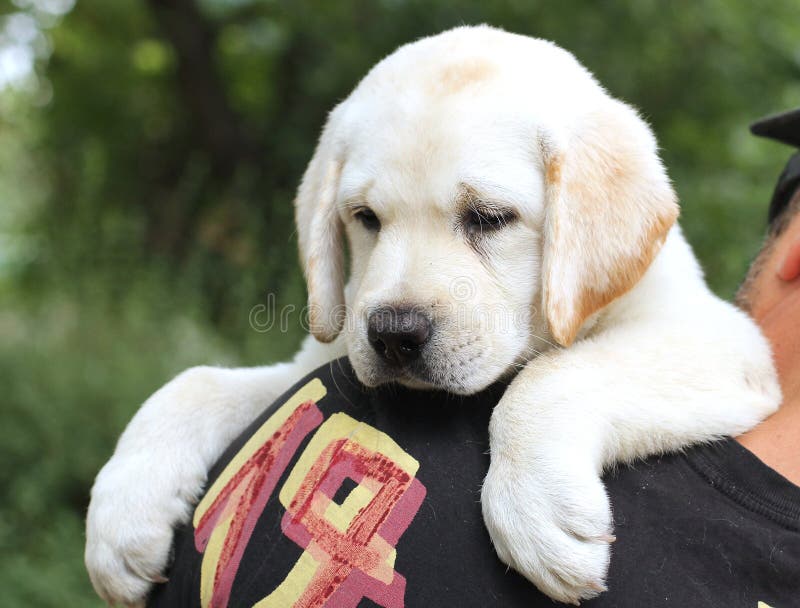 The Cute Little Labrador Puppy on a Shoulder Stock Photo - Image of ...