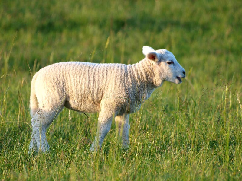 Cute little lamb stock photo. Image of farming, farm - 12050922