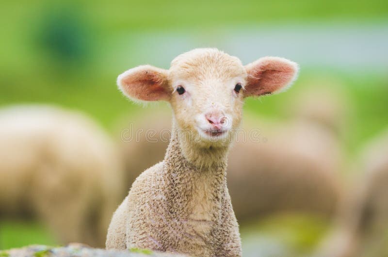 Cute little lamb stock photo. Image of agriculture, cute - 114616490