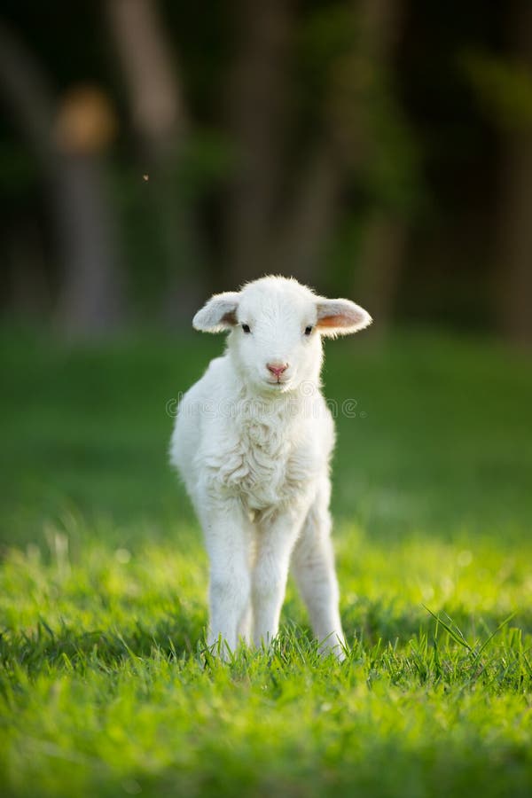 Cute Little Lamb on Fresh Green Meadow Stock Image - Image of juvenile ...