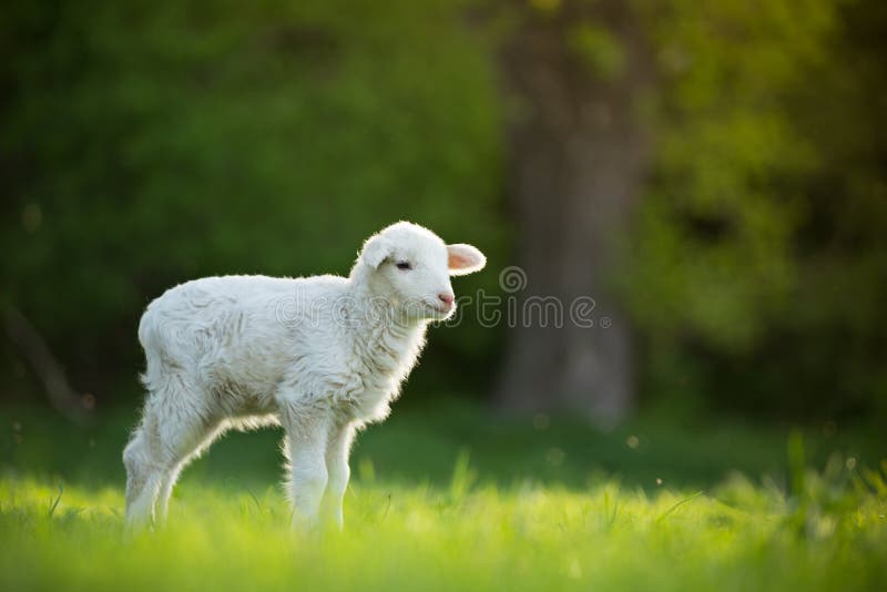 Cute Little Lamb on Fresh Green Meadow Stock Photo - Image of juvenile ...