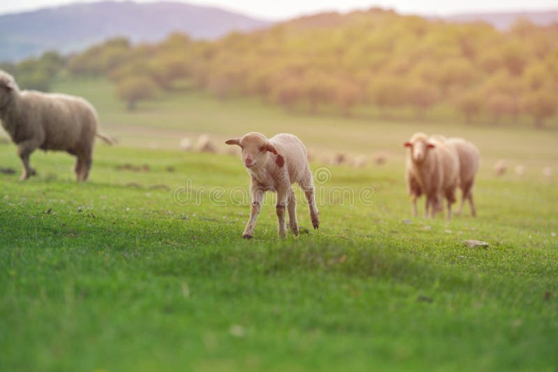 Cute Little Lamb on Fresh Spring Green Meadow during Sunrise Stock ...
