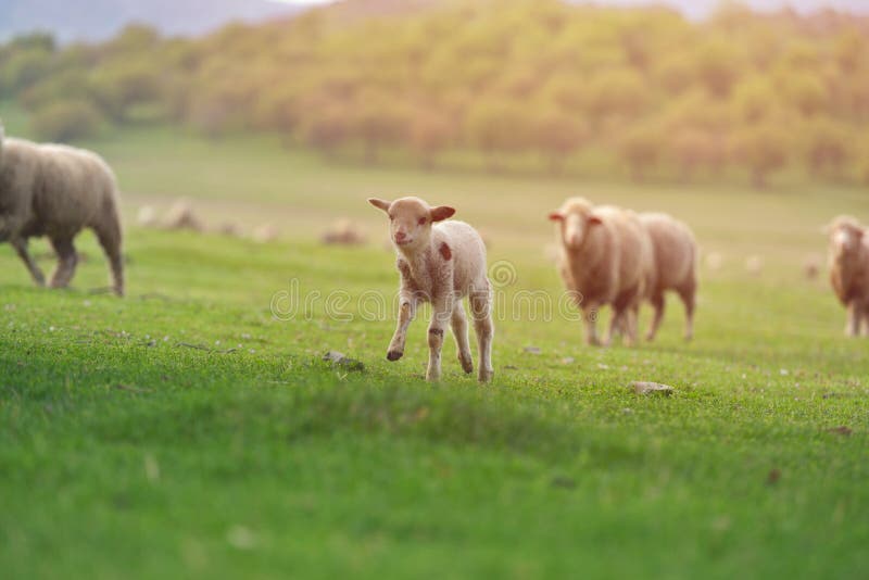 Cute Little Lamb on Fresh Spring Green Meadow during Sunrise Stock ...