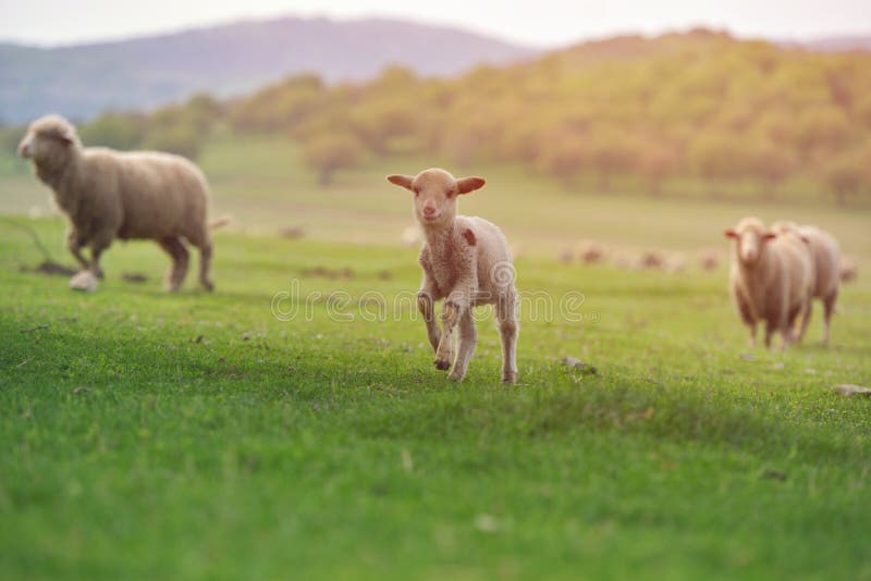 Cute Little Lamb on Fresh Spring Green Meadow during Sunrise Stock ...