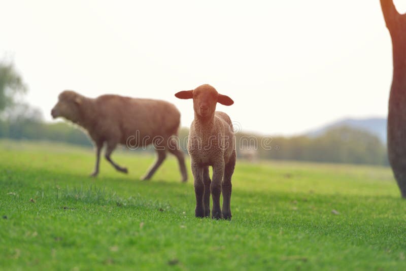 Cute Little Lamb on Fresh Spring Green Meadow during Sunrise Stock ...