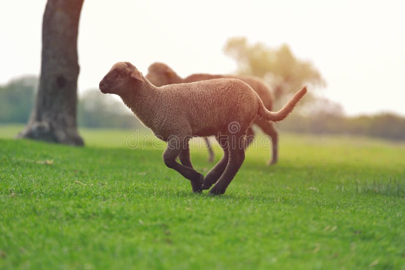 Cute Little Lamb on Fresh Spring Green Meadow during Sunrise Stock ...