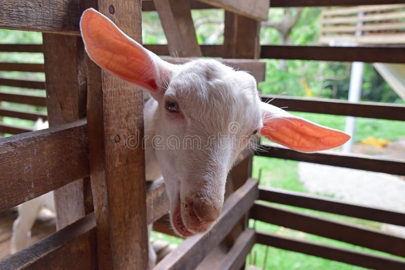Cute little lamb goat stock photo. Image of dairy, green - 71097388