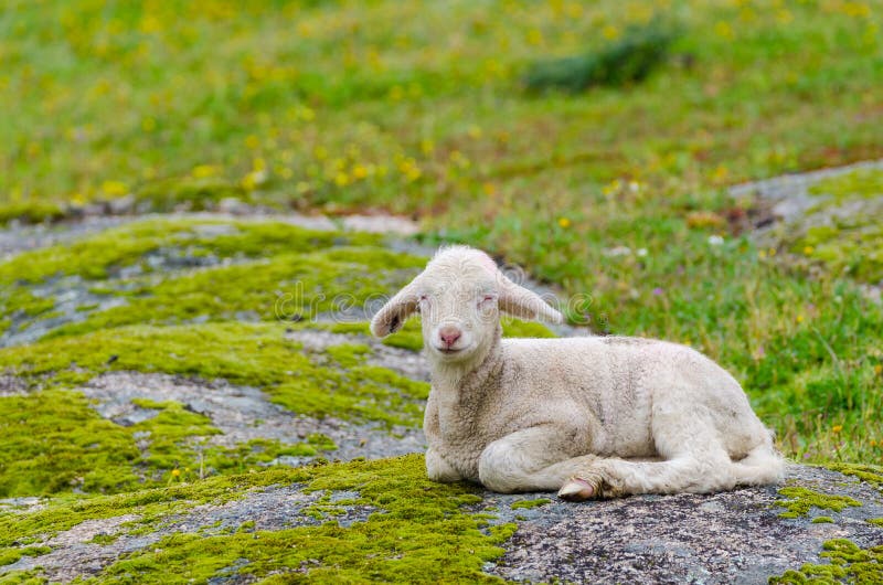 Little lamb stock image. Image of vulnerable, mother, herding - 2151005