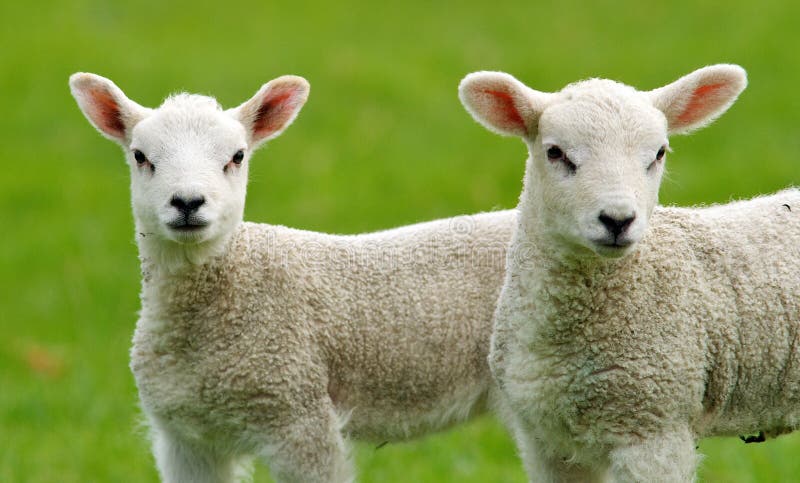 Cute little lambs stock photo. Image of grass, wool, muster - 2493772