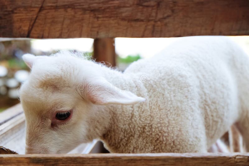 Cute Little Lambs in a Farm. Stock Image - Image of mammal, livestock ...