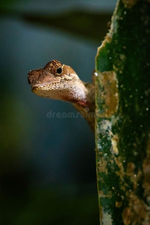 Cute Little Lizard Gecko Hiding Over a Leaf Stock Image - Image of ...