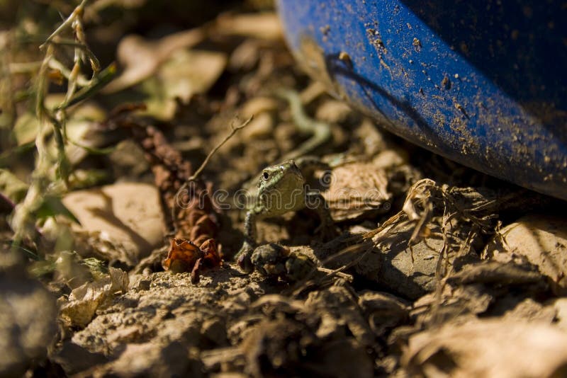 A Cute Little Lizard Posing Stock Image - Image of bright, colored ...