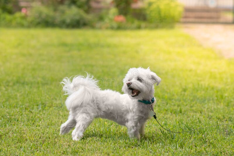 Cute Little Maltese Dog Walking on Green Grass Stock Image - Image of ...