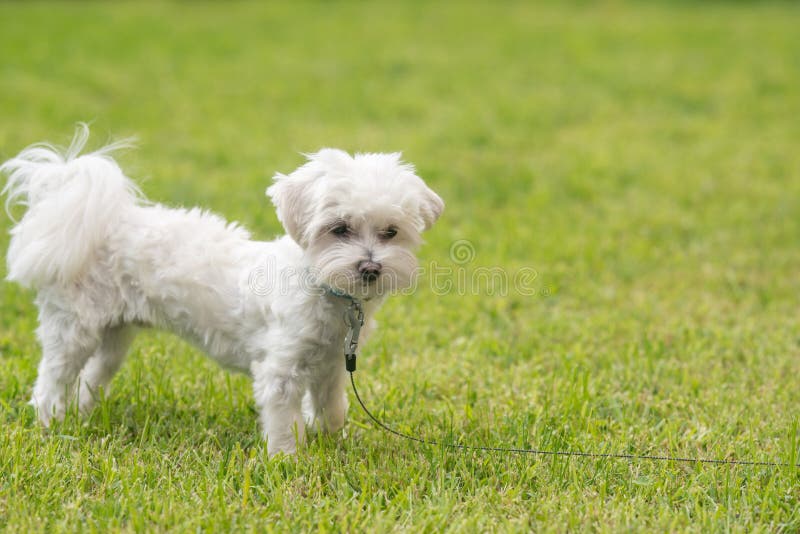 Cute Little Maltese Dog Walking Outdoors. Space for Text Stock Image ...