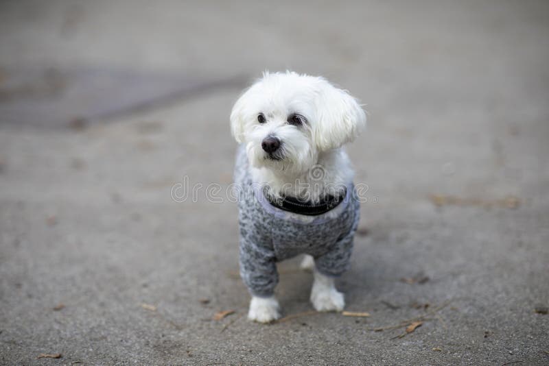 Cute little maltese dog stock image. Image of maltese - 199412737