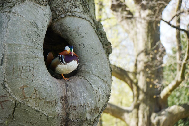 Cute Little Mandarin Duck in a Tree Trunk Stock Image - Image of park ...