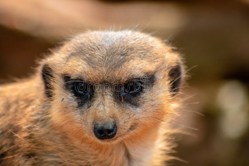 Cute little meerkat stock image. Image of wild, hairy - 134801793