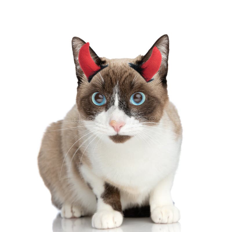 Cute Little Metis Kitty Wearing Devil Horns on White Background Stock ...