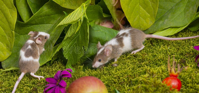 Cute Mice In A Forest Background Stock Photo - Image of grey, close ...