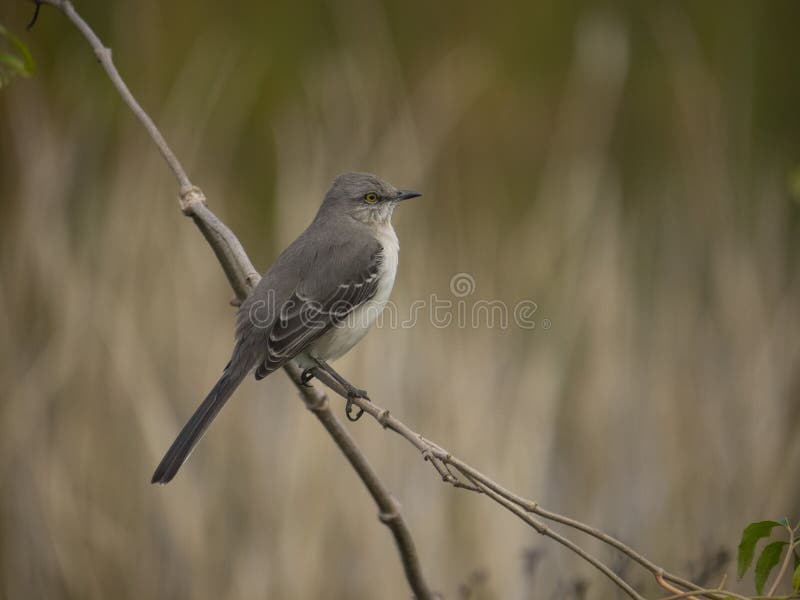 Cute Little Mockingbird on Branch Stock Image - Image of little ...