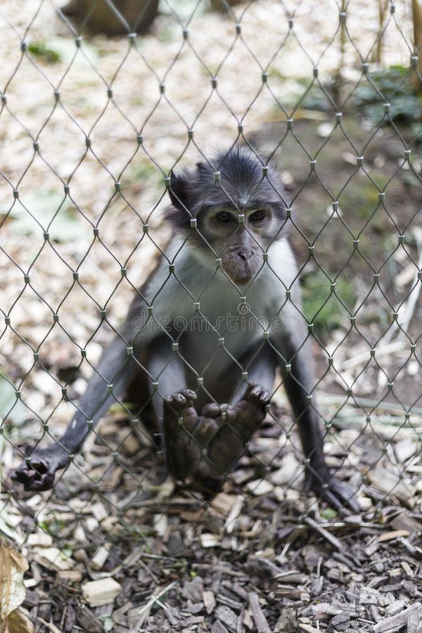 Cute Little Monkey Behind Fence Stock Image - Image of chimp, primate ...