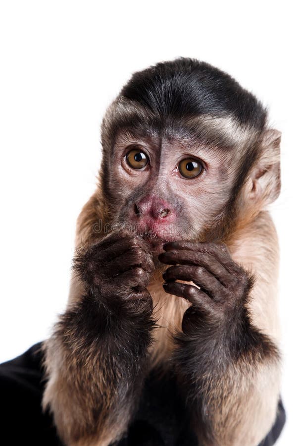Cute little monkey stock photo. Image of shot, face, black - 73600594