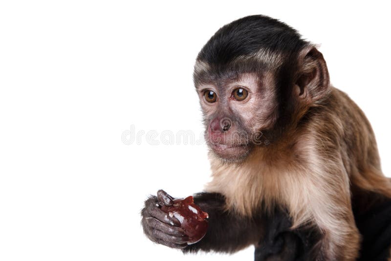 5,330 Baby Monkey White Background Stock Photos - Free & Royalty-Free ...