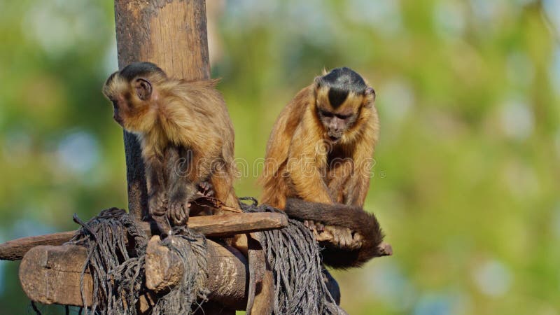 Cute Little Monkey Couple Climbing Rope at Zoo Stock Footage - Video of ...